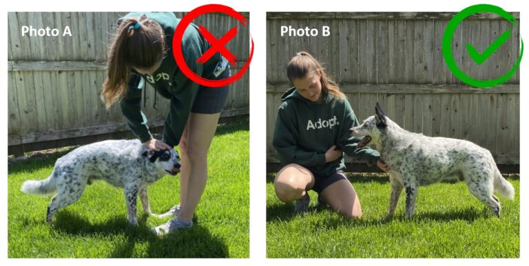 » Effective Strategies to Socialize Dogs with People and Other Animals